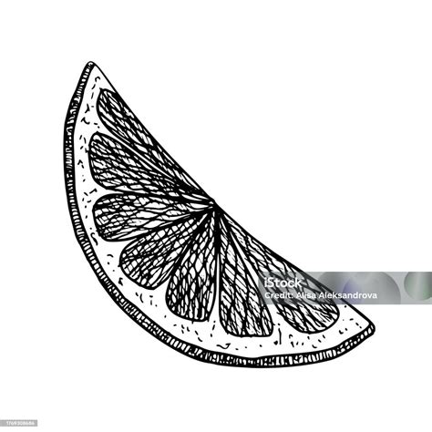 오렌지 과일 조각 손으로 그린 벡터 일러스트 레이 션 의 육즙이 많은 감귤류 음식 에서 흑백 색상 주스 라벨 디자인을 위한 귤