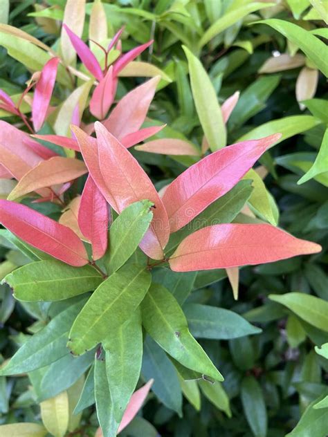 Syzygium Australe Leaves In Sunlight Stock Image Image Of Green