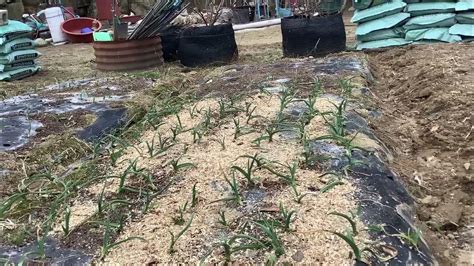 봄맞이 마늘에 웃비료 주기 Youtube