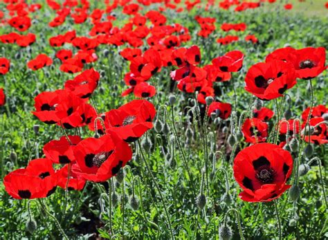 Anzac Poppy Bundles Awapuni Nurseries Nationwide Delivery