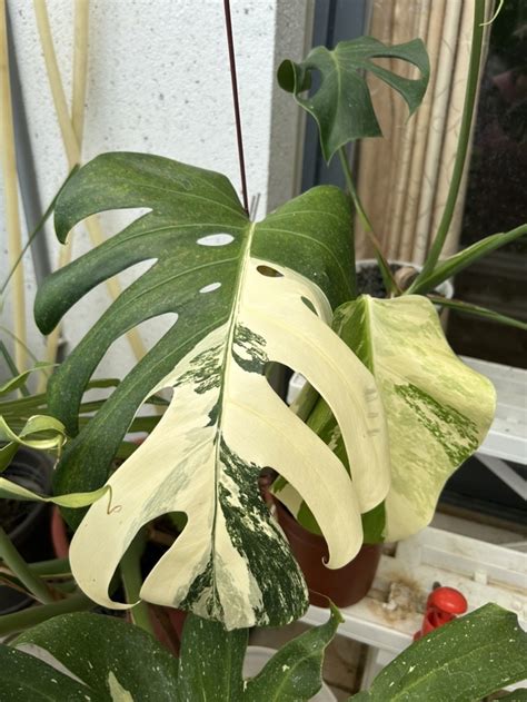 誤鹿歧途跟著植蕨走日本白斑龜背芋 美斑 中段莖節 非現切 穩根 6寸盆 8 10號更新照片 蝦皮購物