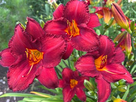 The Lily Patch The Lily Patch Added A New Photo