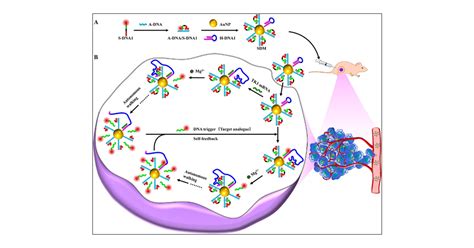 Self Feedback Dnazyme Motor For Cascade Amplified Imaging Of Mrna In