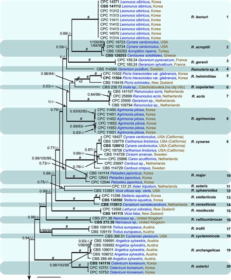 Phylogenetic Tree Resulting From A Bayesian Analysis On The Combined