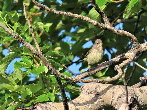 ФОТО Монгол орны 2023 оны шилдэг шувуудын гэрэл зургийг шалгаруулжээ Isee Mn