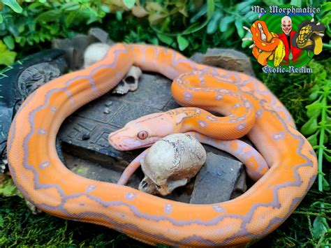 Beautiful Purple Motley Platinum Sunfire Reticulated Python By Mr