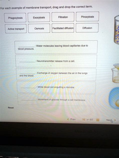 For Each Example Of Membrane Transport Drag And Drop The Correct Term Phagocytosis Exocytosis