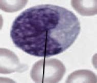 LAB PRAC 1 Flashcards Quizlet