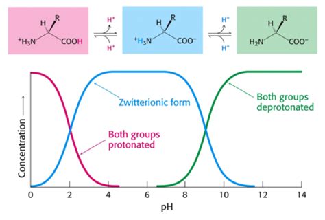 Ch Protein Structure And Function Flashcards Quizlet
