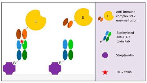 Clostridium Botulinum Biochemical Test