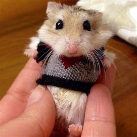 Este Chiquitín Con Sweater Nuevo Детеныши животных Милые детеныши