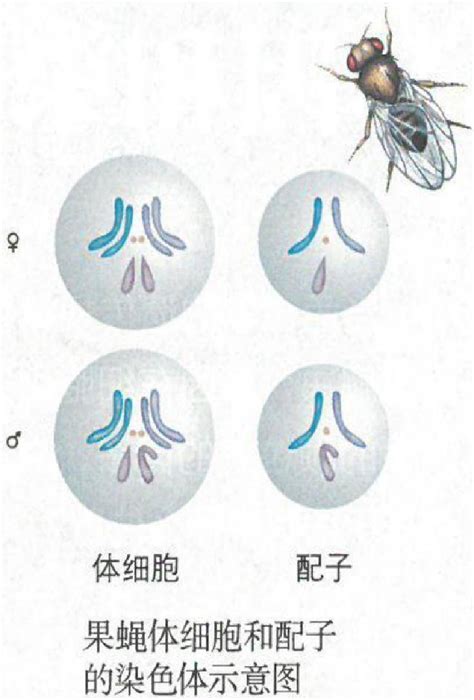 刘谦爱玩的扑克牌在生物课堂上怎么玩？同源染色体模拟