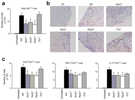 Rip2 Signaling In Central Nervous System Infiltrating Dendritic Cells Promotes Cellular