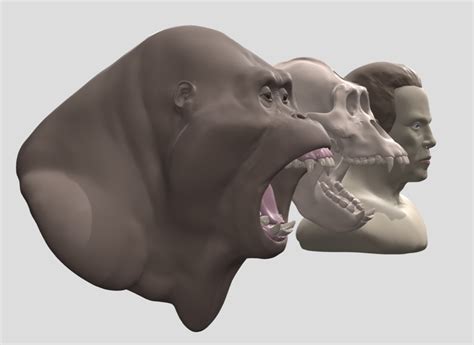 Gigantopithecus Skull