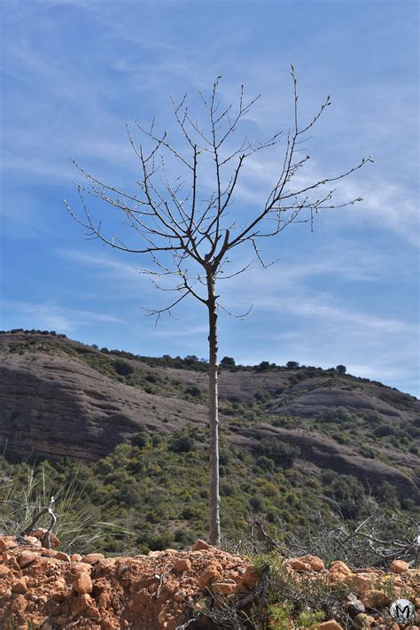 Alquézar Sur Les Passerelles Du Vero Mélanie Escach