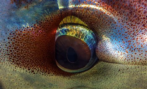 Scientists Uncover Ancient Apex Predators That Dominated The Oceans 100