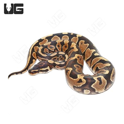 2018 Lavender Albino Spider Ball Python For Sale Underground Reptiles