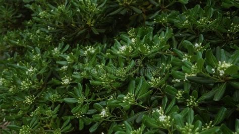 Close Up Of Pistacia Lentiscus Commonly Known As Mastic Tree
