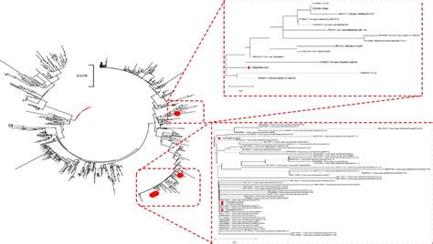 maximum likelihood phylogenetic tree reconstructed based on the