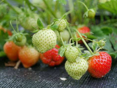 Aardbei Dianas Mooie Moestuin