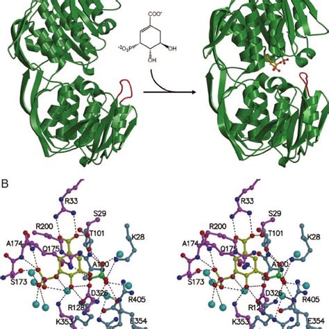 Key Kinetic Properties Of Cp4 Epsp Synthase A The Reaction Download Scientific Diagram