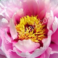 Купить древовидный пион (розовый) – саженцы с доставкой по Украине ...