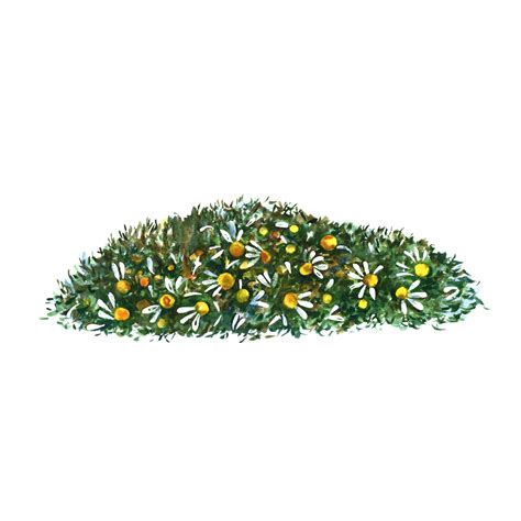 Chamomile Medicinal Herb Dried Crushed Chamomile Tea Watercolor
