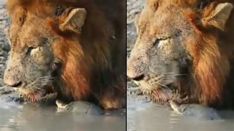 Viral Video Tiny Turtle Chases Away Lion From Drinking Water From Its Territory Times Now