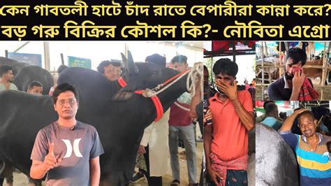 বড় গরু নিয়ে গাবতলী হাটে বেপারীদের কান্না। বড় গরু বিক্রির কৌশল জানুন নৌবিতা এগ্রো থেকে।কুরবানী