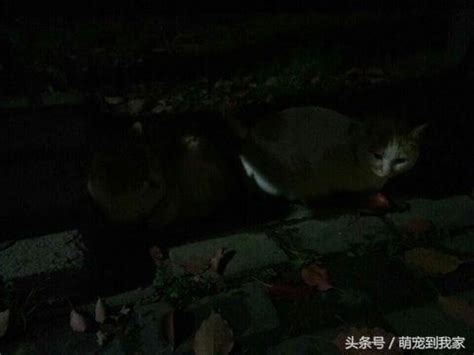 總是在一起秀恩愛的兩隻流浪貓很有夫妻相，貓尾巴一樣就湊一起吧 每日頭條