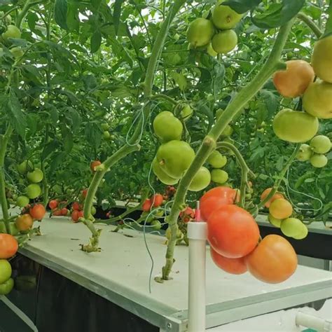 Styrofoam Dwc Floating Raft Agricultural Raft Systems Floating Raft XPS Board And Floating