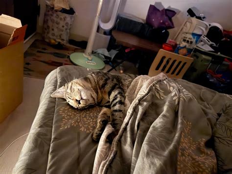 昨晚睡不著，幫我家阿咪拍寫真 想蓋一棟貓樓，蓋得起來嗎😻😻 Vodka 🐈