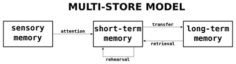 The Multi Store Model Of Memory Atkinson And Shiffrin 1968 Ib Psychology