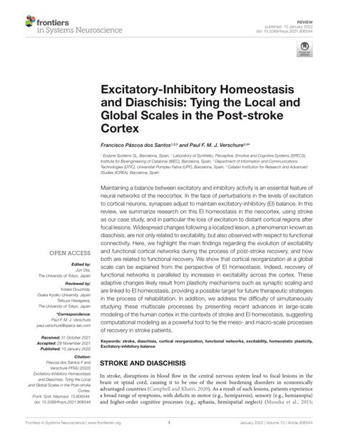 Pdf Excitatory Inhibitory Homeostasis And Diaschisis Tying The Local And Global Scales In The