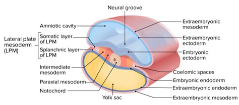 Gastrulation And Neurulation Concise Medical Knowledge