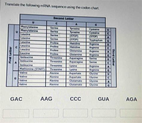 Solved Translate The Following Mrna Sequence Using The Codon Chart Gac Aag Ccc Gua Aga Biology