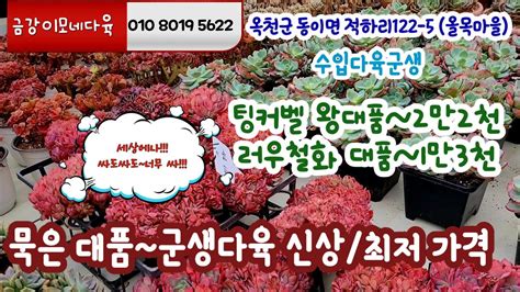금강이모네다육에 대품수입군생 새다육ㅅ왕대품소개~착한가격으로 2만~3만원대 득템 어마무시한 팅커벨 고사홍철화 러우철화등유료