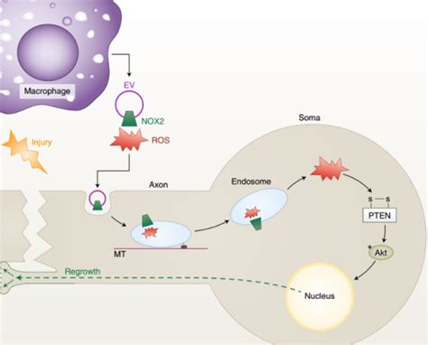 Reactive Oxygen Species活性氧是什么？ Udp糖丨mof丨金属有机框架丨聚集诱导发光丨荧光标记推荐西安齐岳生物