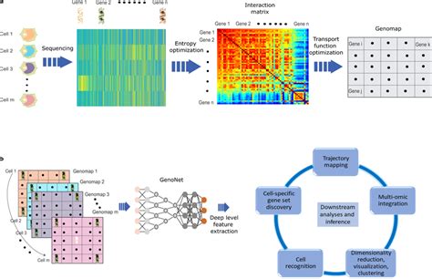 Deep Analysis Of Scrna Seq Data By Using Genomap And Genonet A Workflow Download Scientific