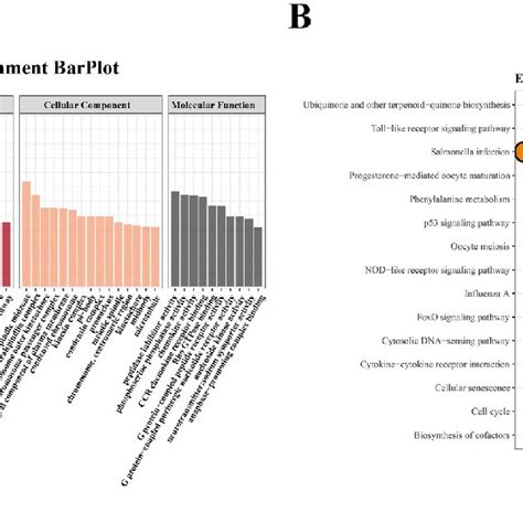 Go And Kegg Pathway Enrichment Analyses Of Degs In Gosling Liver A Download Scientific