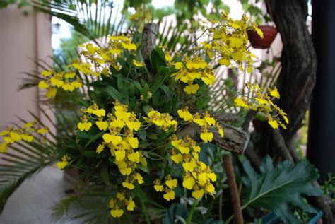 Oncidium Bifolium