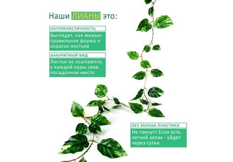 Искусственная лиана с листьями Сциндапсус купить лианы искусственные