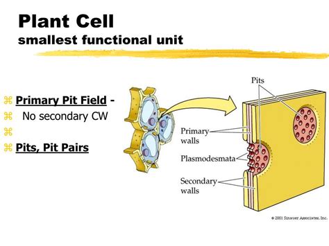 Ppt Plant Physiology Powerpoint Presentation Free Download Id 4183319
