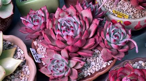 자구를 많이 달아준 다산에 여왕 허니핑크 색감도 이쁘고 핑크샴페인도 피멍으로 물들었네요~~~~~ Youtube