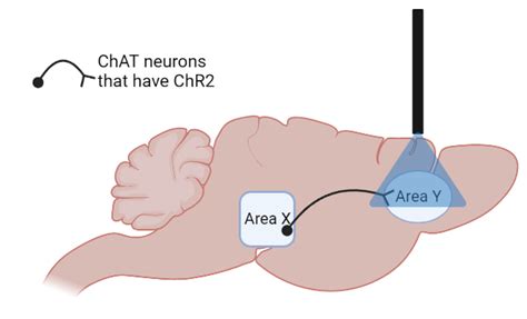 Solved One Of The Cool Ways That We Can Use Optogenetics Is