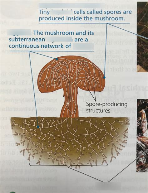 Mushroom Structure