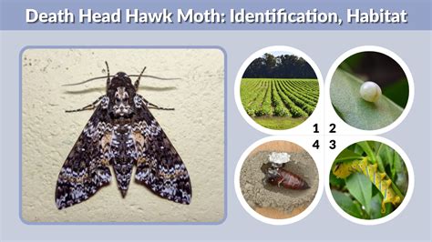 Death Head Hawk Moth Identification Habitat Facts And Life Cycle
