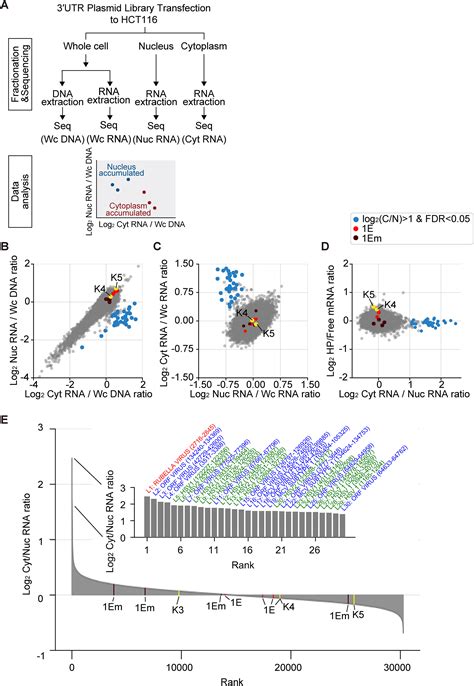 Functional Viromic Screens Uncover Regulatory Rna Elements Cell