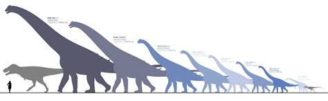 Sauropods Of Maastrichtian North America By