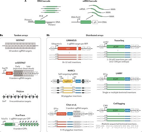 Lineage Tracing Meets Single Cell Omics Opportunities And Challenges 知乎